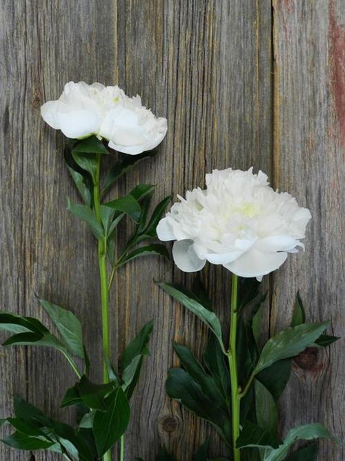 Wholesale Duchess De Nemours White Peonies Delivered Online | FlowerFarm