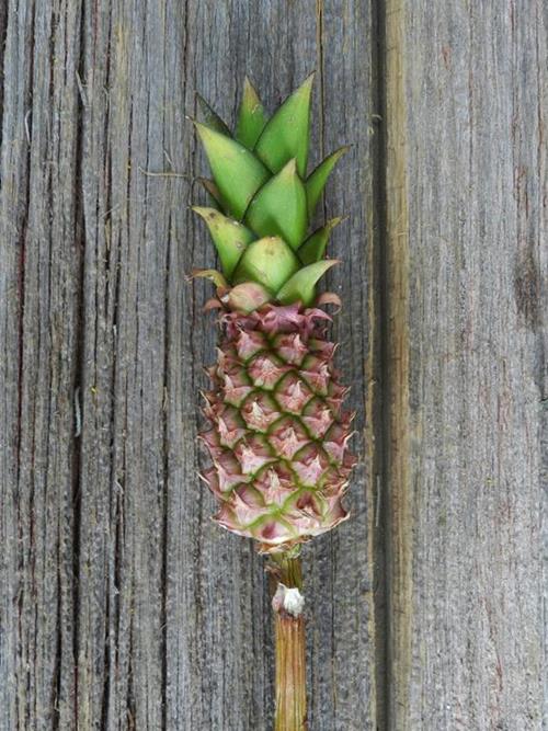 Wholesale 50/ Mini Pineapple Delivered Online | FlowerFarm