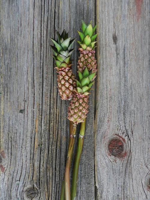 Wholesale Mini Pineapple Delivered Online | FlowerFarm