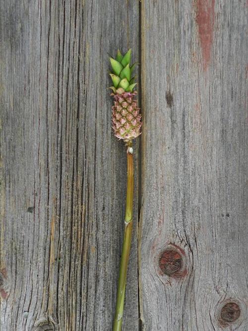 Wholesale 50/ Mini Pineapple Delivered Online | FlowerFarm
