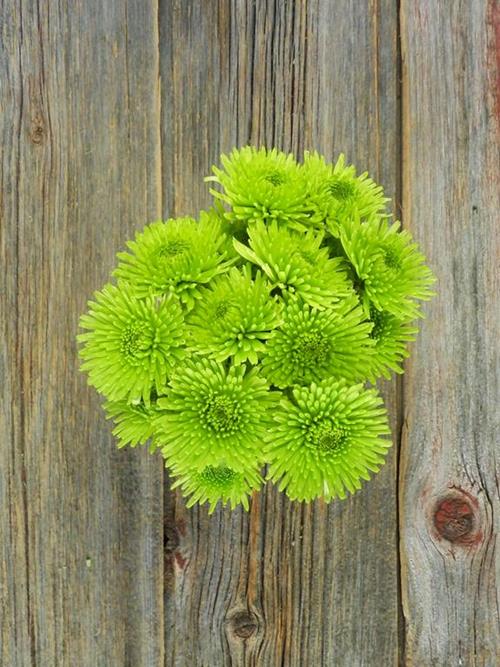 Wholesale Athos Green Pompons Delivered Online | FlowerFarm