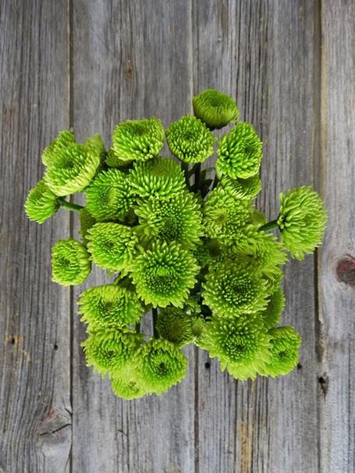 Wholesale Button Green Pompon Delivered Online | FlowerFarm