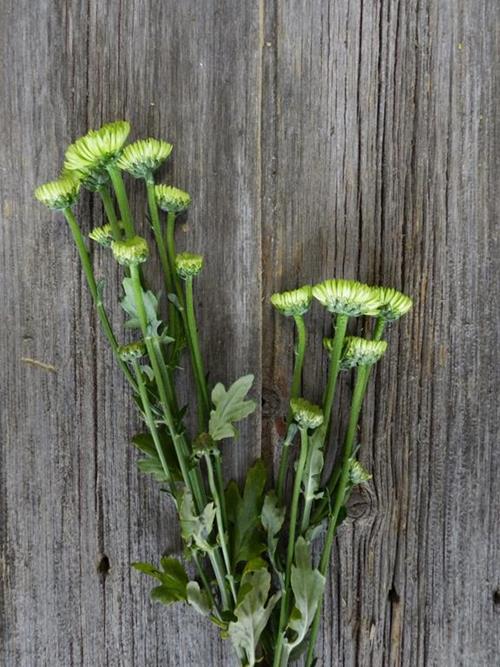 Wholesale Button Green Pompon Delivered Online | FlowerFarm