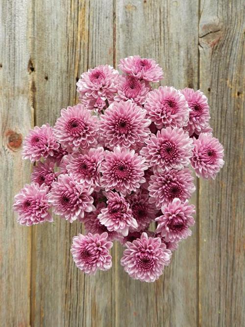 Wholesale Button Lavender Pompons Delivered Online | FlowerFarm