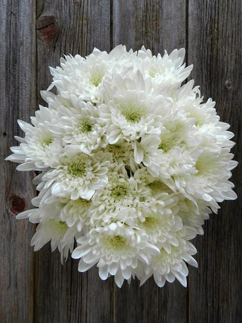 Wholesale Maisy Cushion White Pompons Delivered Online | FlowerFarm