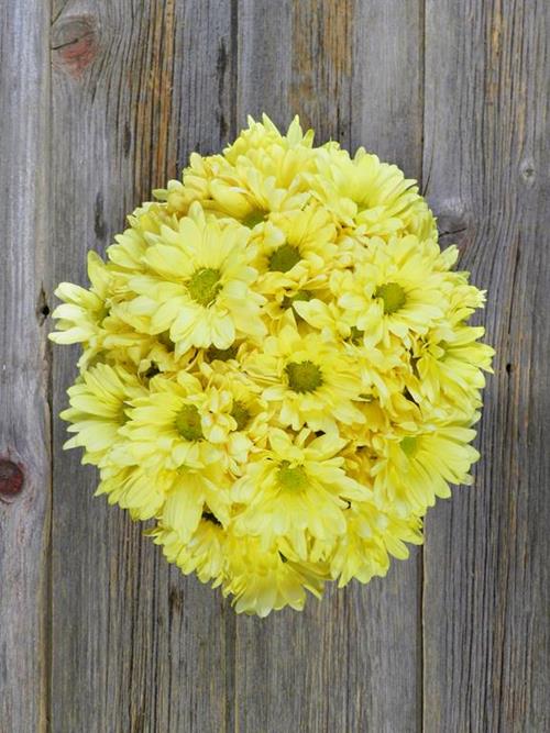 Wholesale Atlantis Yellow Pompons Delivered Online | FlowerFarm