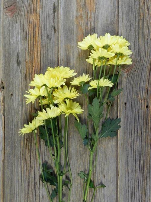 Wholesale Atlantis Yellow Pompons Delivered Online | FlowerFarm