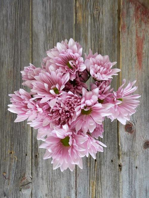 Wholesale Atlantis Daisy Pink Pompons Delivered Online | FlowerFarm