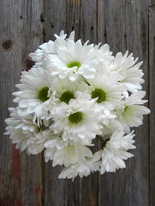 Wholesale Daisy White Pompons Delivered Online | FlowerFarm