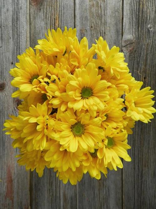 Wholesale Factor Yellow Pompons Delivered Online | FlowerFarm