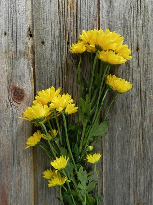 Wholesale Factor Yellow Pompons Delivered Online | FlowerFarm