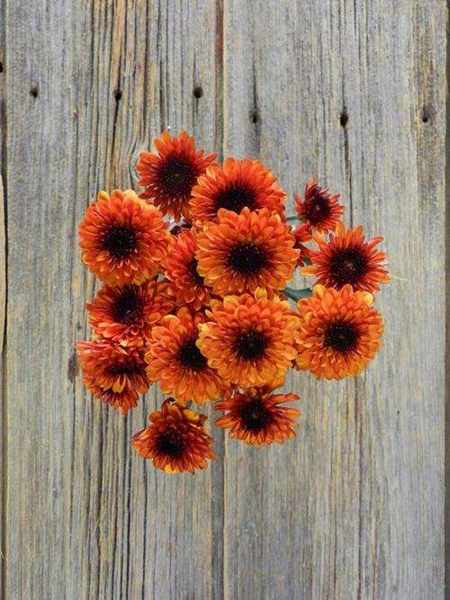 Wholesale Lexy Bronze Novelty Pompons Delivered Online | FlowerFarm