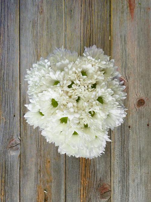 Wholesale Meraki White Daisy Pomps Delivered Online | FlowerFarm