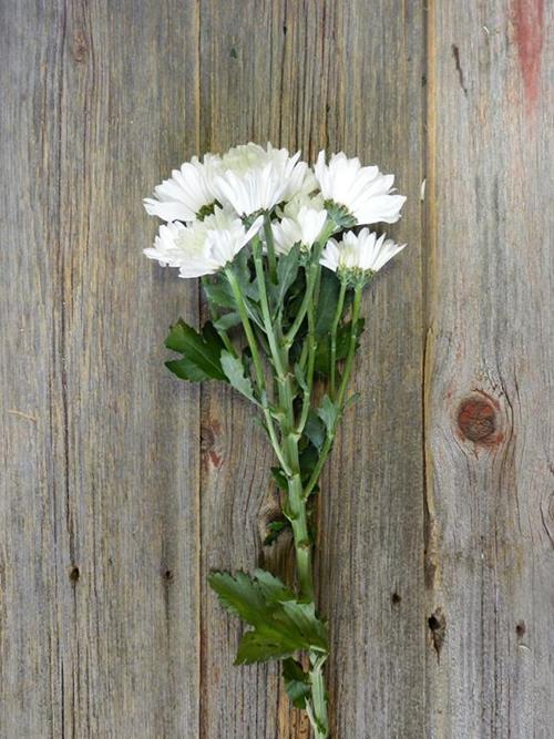 Wholesale Meraki White Daisy Pomps Delivered Online | FlowerFarm