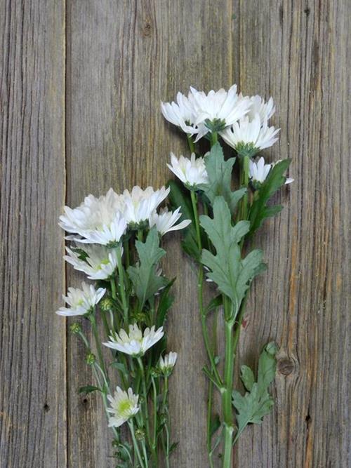 Wholesale Radost White Pompons Delivered Online | FlowerFarm