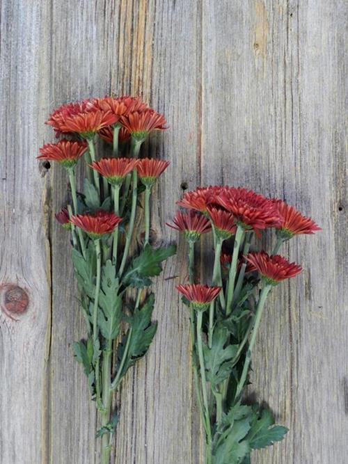 Wholesale Red Rock Cushion Pompons Delivered Online | FlowerFarm