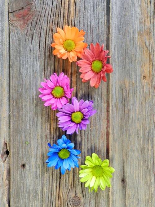 Wholesale Daisy Assorted Tinted Pompons Delivered Online | FlowerFarm