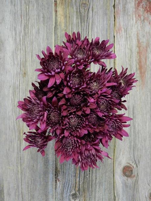 Wholesale Tornado Cushion Purple Pompons Delivered Online | FlowerFarm