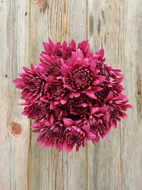 Wholesale True Purple Cushion Pomps Delivered Online | FlowerFarm
