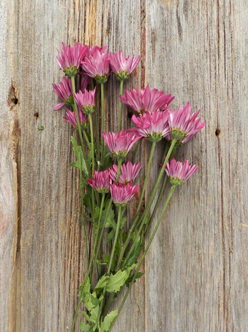 Wholesale True Purple Cushion Pomps Delivered Online | FlowerFarm