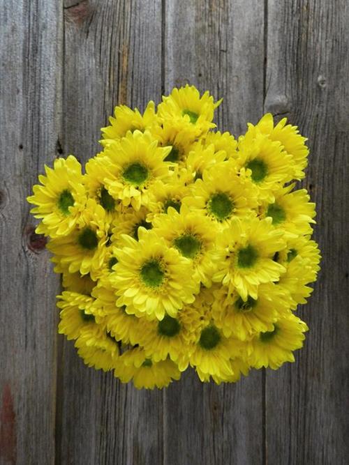 Wholesale Lennox Novelty Yellow Pompons Delivered Online | FlowerFarm