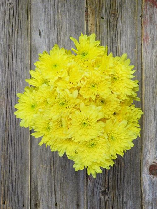 Wholesale Zembla Cushion Yellow Pompons Delivered Online | FlowerFarm