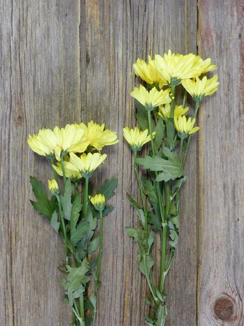 Wholesale Zembla Cushion Yellow Pompons Delivered Online | FlowerFarm