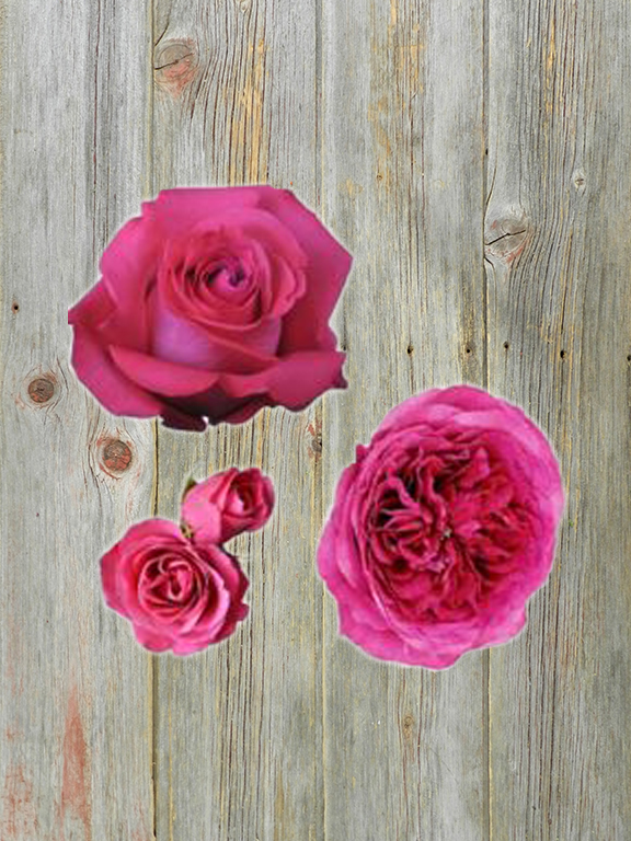 Wholesale Roses All Around Hot Pink Combo Box Delivered Online | FlowerFarm
