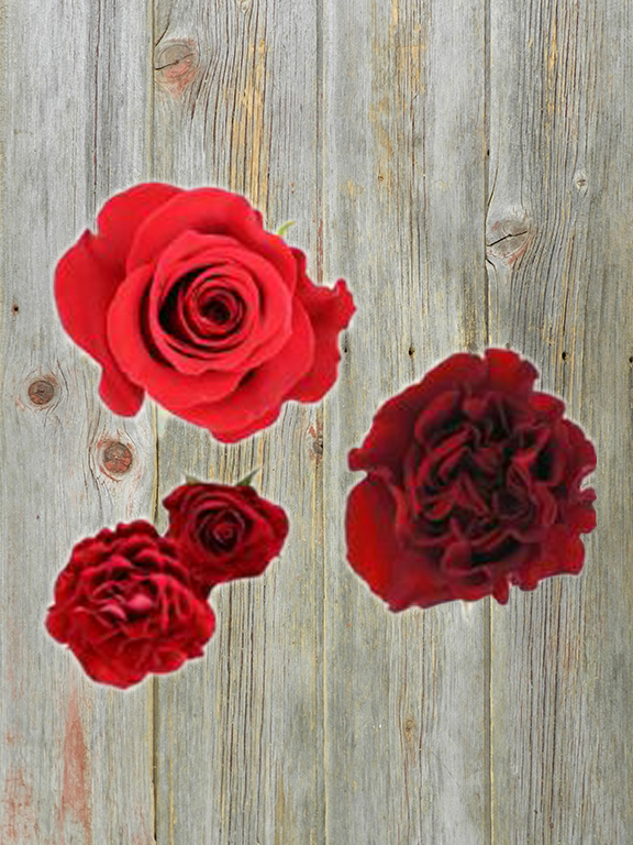 Wholesale Roses All Around Red Combo Box Delivered Online | FlowerFarm