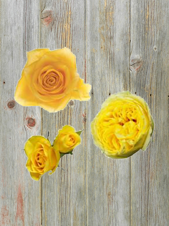 Wholesale Roses All Around Yellow Combo Box Delivered Online | FlowerFarm