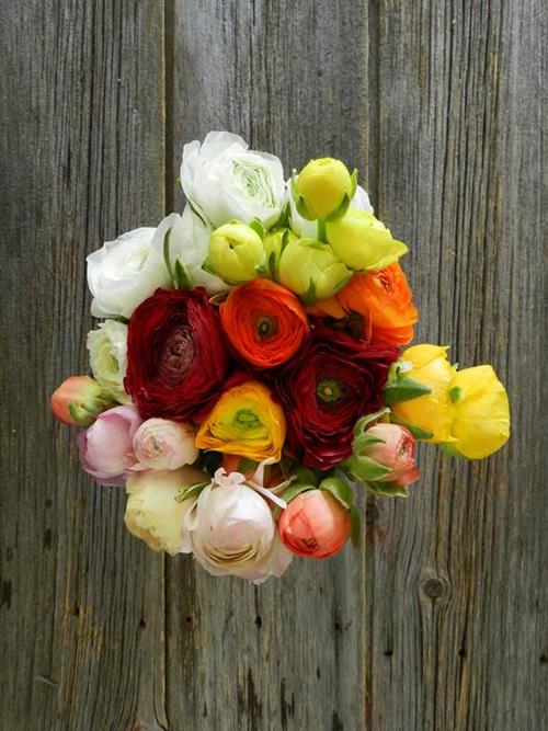 Wholesale Assorted Ranunculus Delivered Online | FlowerFarm
