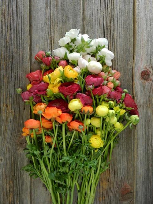 Wholesale Assorted Ranunculus Delivered Online | FlowerFarm