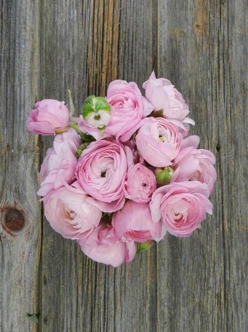 Wholesale Light Pink Ranunculus Delivered Online | FlowerFarm