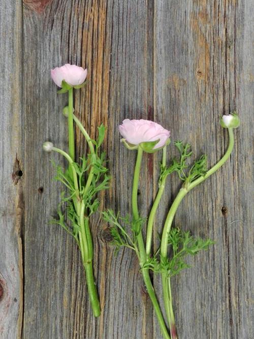 Wholesale Light Pink Ranunculus Delivered Online | FlowerFarm