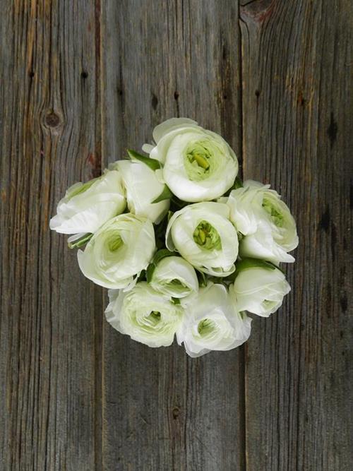 Wholesale White Ranunculus Delivered Online | FlowerFarm