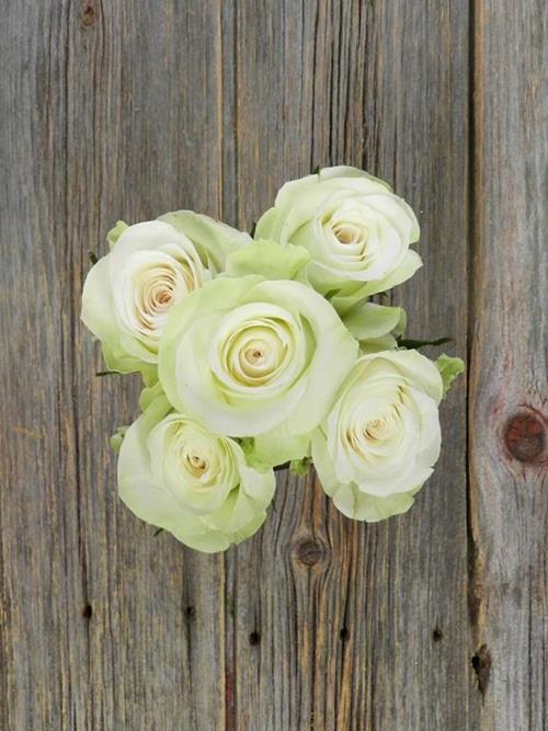 Wholesale Alba White Roses Delivered Online | FlowerFarm