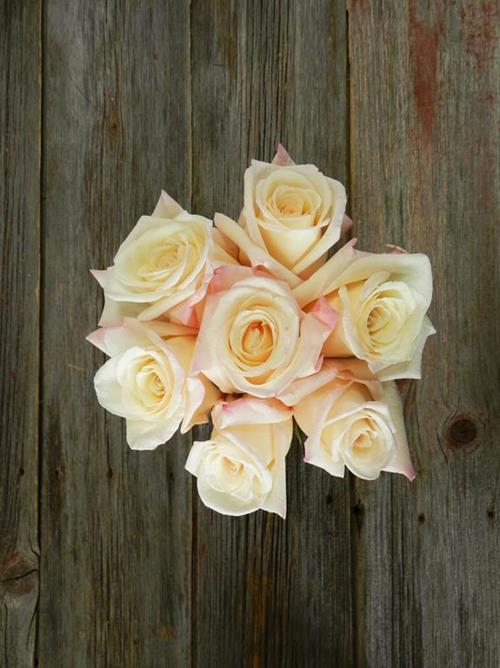 Wholesale Anna Light Pink Roses Delivered Online | FlowerFarm