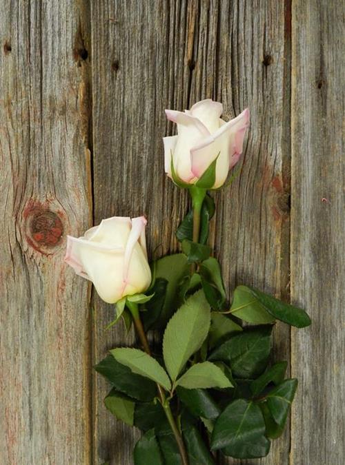 Wholesale Anna Light Pink Roses Delivered Online | FlowerFarm