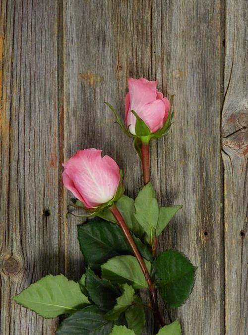 Wholesale Art Deco Pink Roses Delivered Online | FlowerFarm