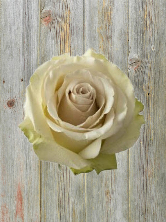 Wholesale Bentayga Cream Rose Delivered Online | FlowerFarm