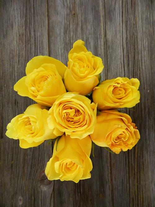 Wholesale Bikini Yellow Roses Delivered Online | FlowerFarm