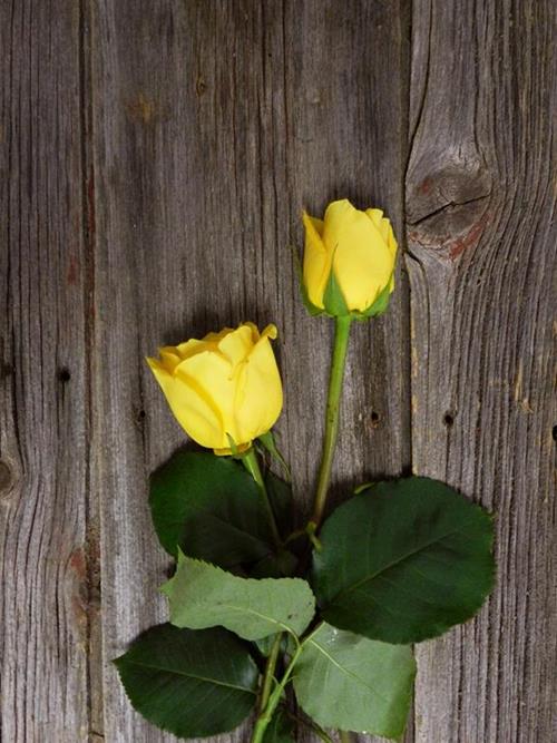 Wholesale Bikini Yellow Roses Delivered Online | FlowerFarm