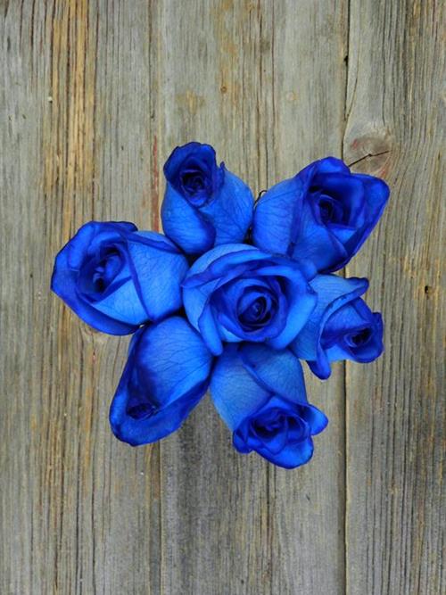Wholesale Blue Tinted Roses Delivered Online | FlowerFarm