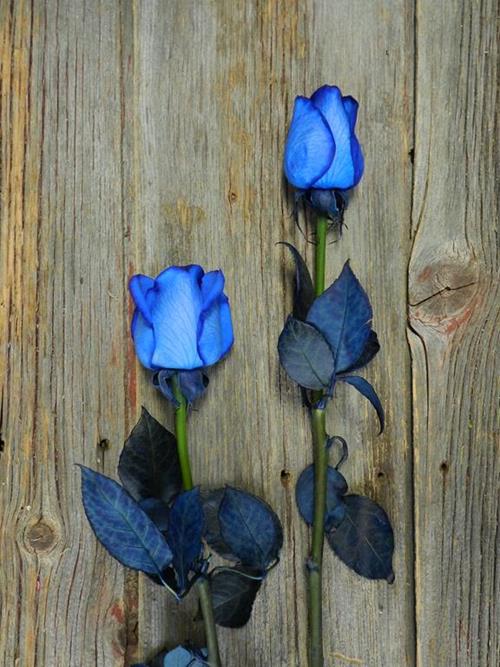Wholesale Blue Tinted Roses Delivered Online | FlowerFarm