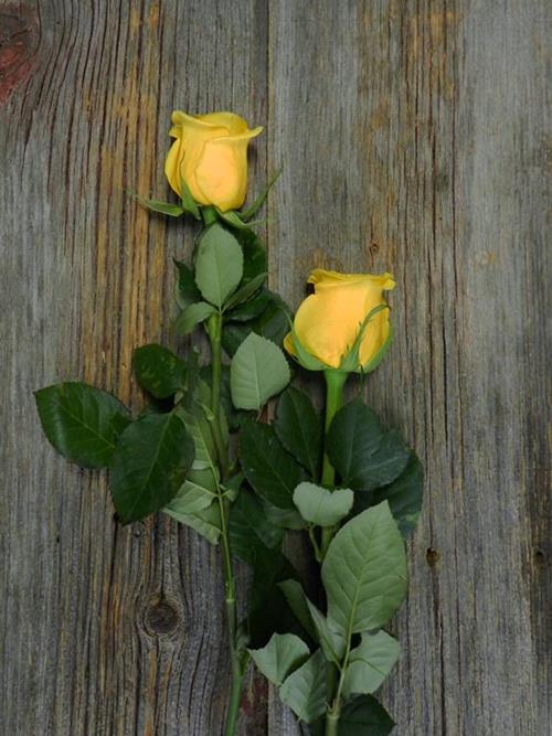 Wholesale Brighton Yellow Roses Delivered Online | FlowerFarm
