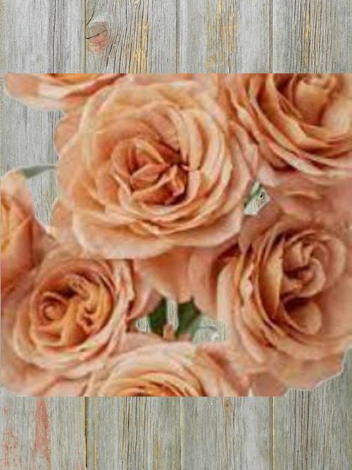 Wholesale Cappucino Earth Tone Roses Delivered Online | FlowerFarm