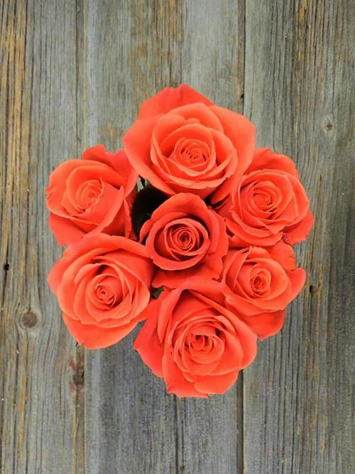 Wholesale Cayenne Orange Roses Delivered Online | FlowerFarm