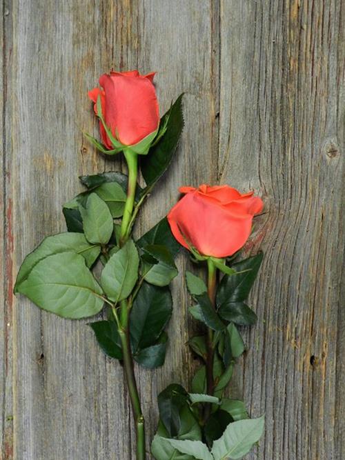 Wholesale Cayenne Orange Roses Delivered Online | FlowerFarm