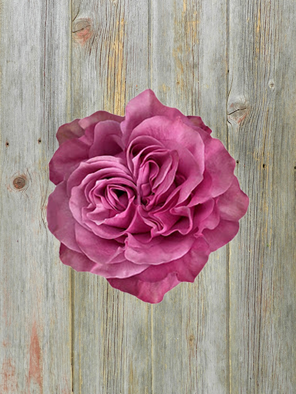 Wholesale Ahmaze Country Blues Lavender Garden Rose Delivered Online ...