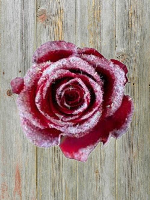 Wholesale Christmas Glaze Tinted Rose Delivered Online | FlowerFarm